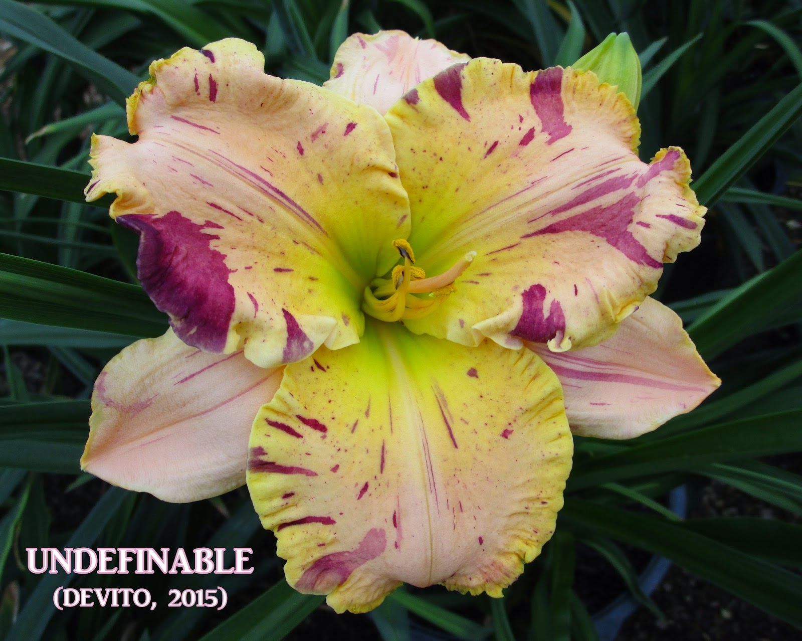 Bill's Daylily Corner: Exciting New Daylilies