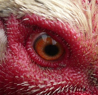 Living the Reasonably Good Life: Chicken doctoring: Part I. Eye ...