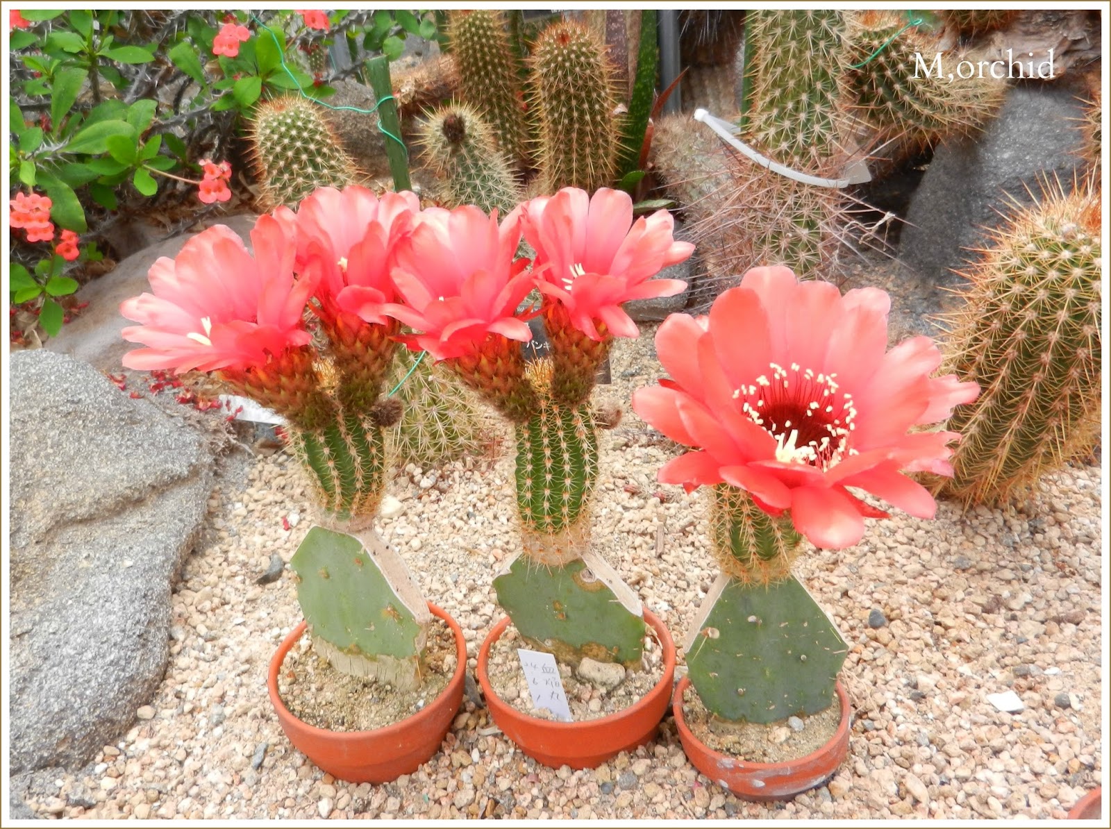 Orchid's Daily Voice (Home Page): Colorful Cacti♪