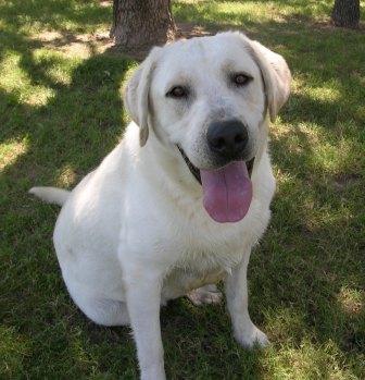 All Labrador Retrievers: The White Labrador Retriever