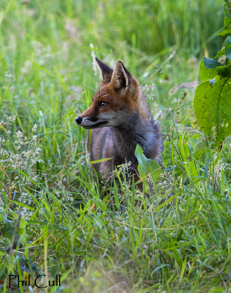 Phil Cull Wildlife Photography: June 2016 Young fox