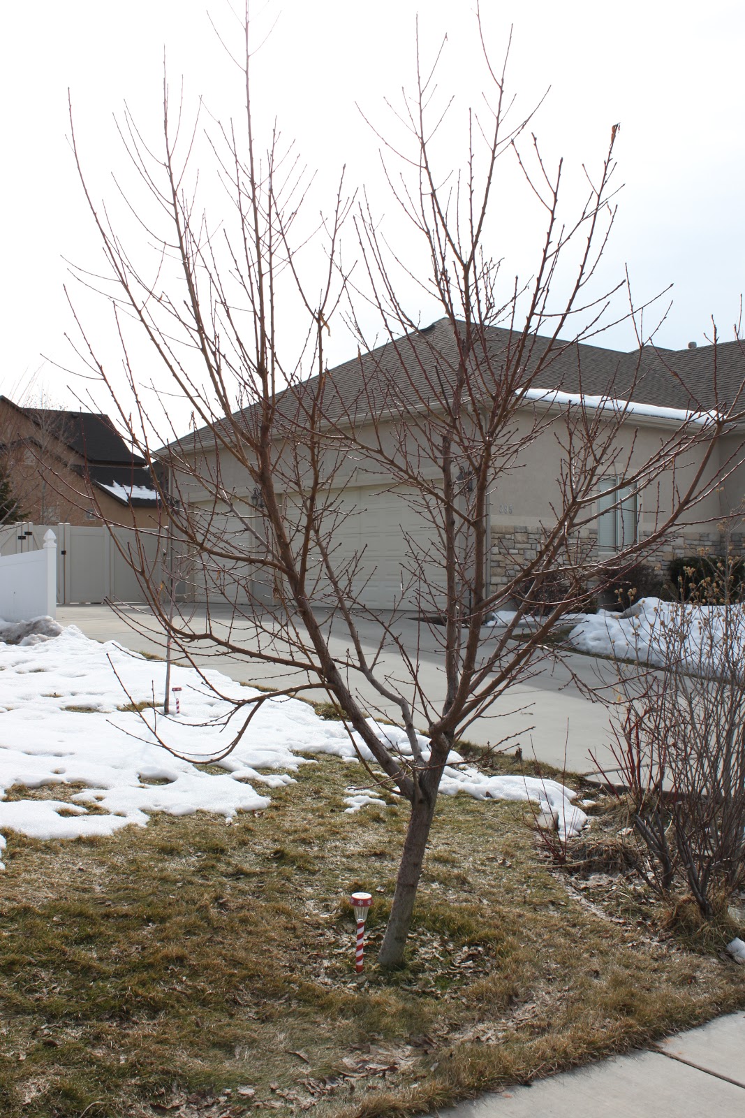 Udderly Granola: Pruning Trees to Grow Low and Produce More Fruit