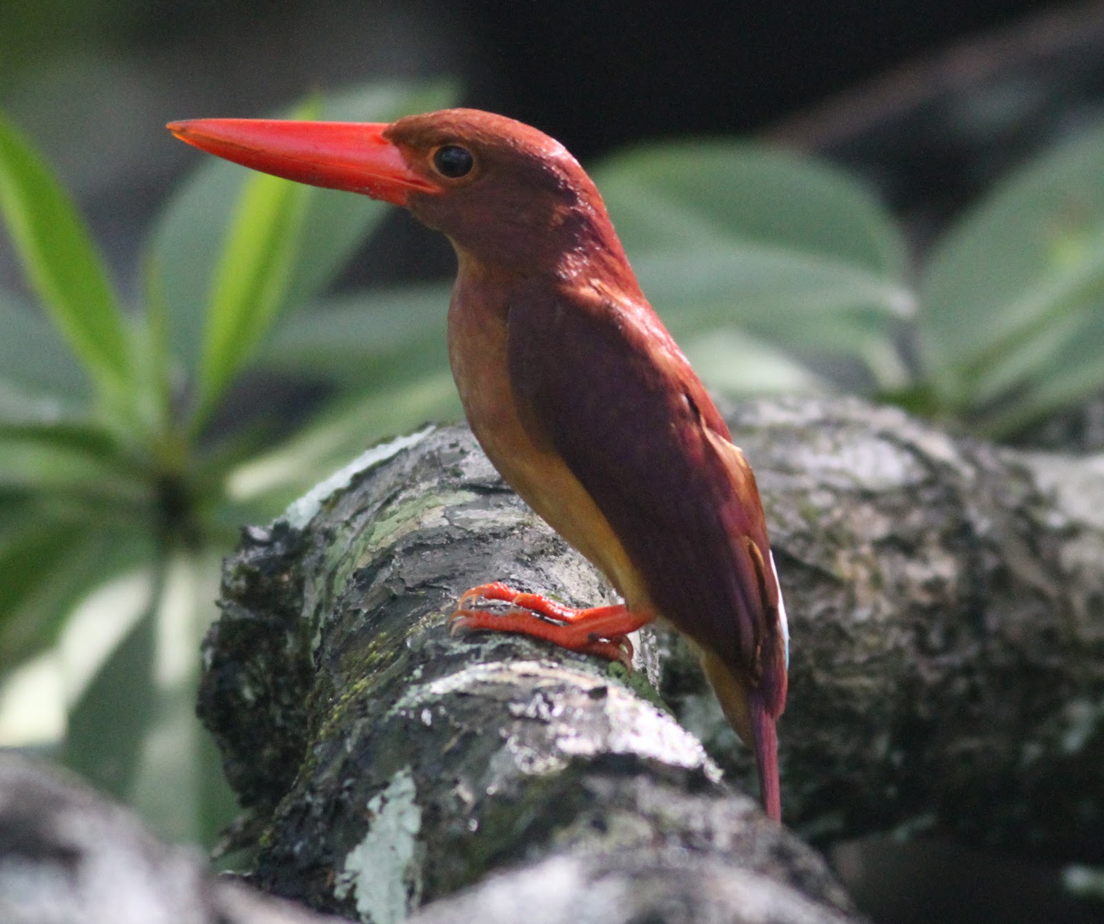 A Birder in The Philippines: Sabang, Palawan - 4th to 7th June