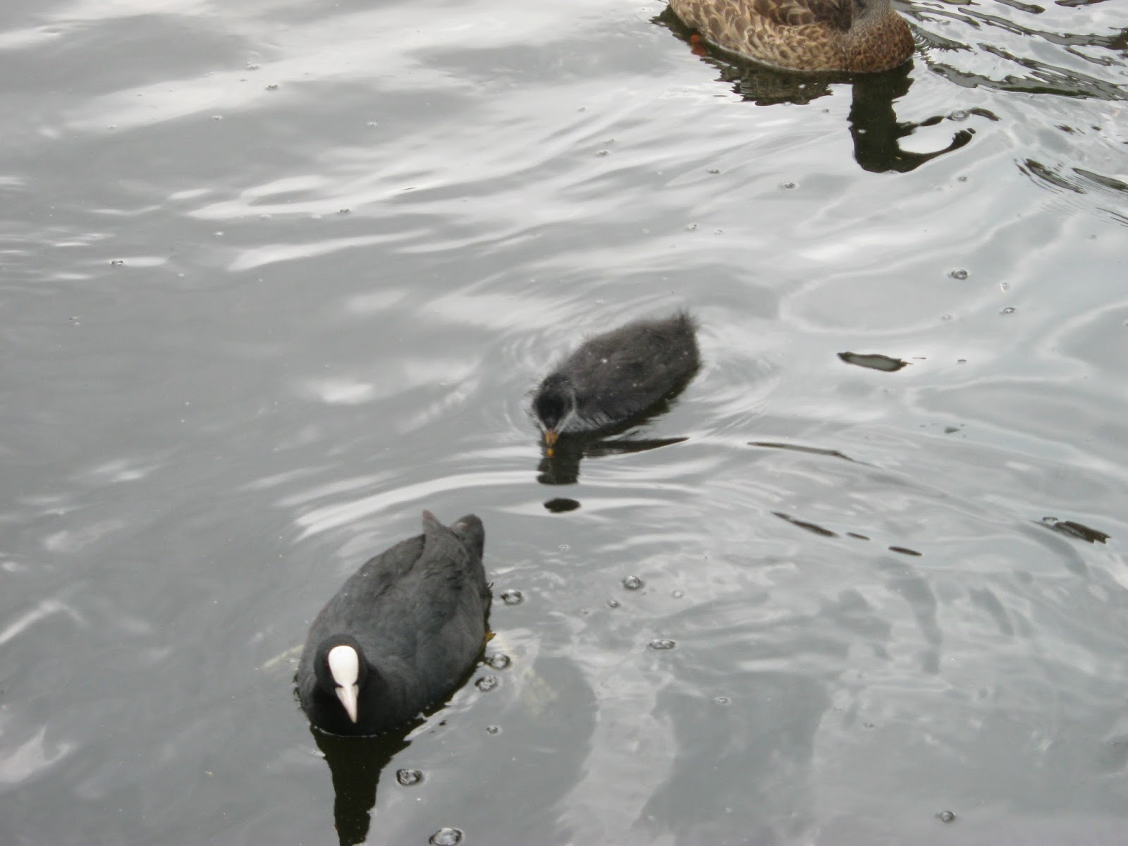 Me and my animal friends: Blishøne / Coot / Wasserhuhn / Foulque ...