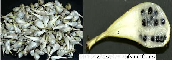 Herba & Tumbuhan: KHASIAT LEMBA