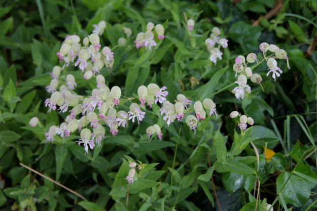 Seminte si plante de gradina hobby: Stridolo-Silene Inflata