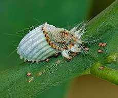 IL LABORATORIO DI MARINA: ΤΟ ΚΡΕΜΕΖΙ // LA COCCINIGLIA