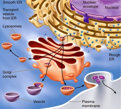 The Endomembrane System and Membrane Trafficking - Frens
