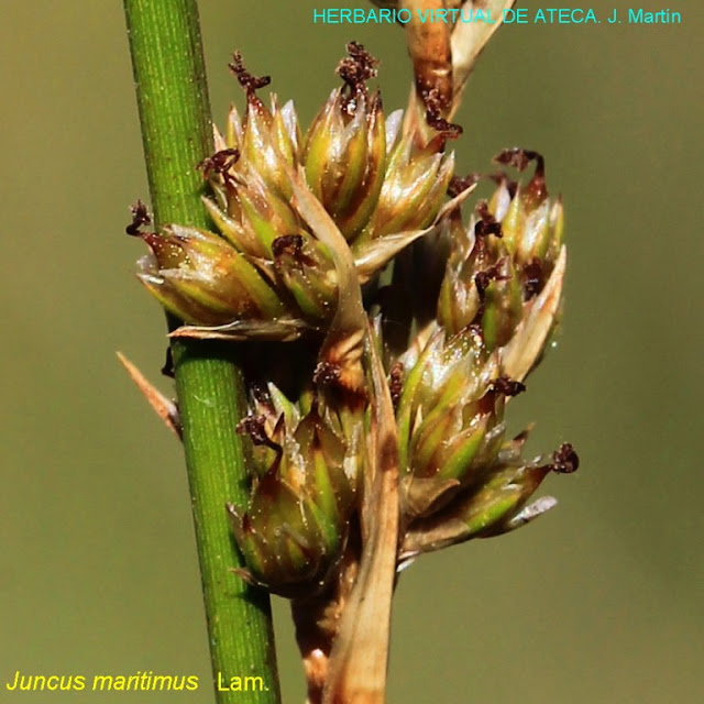 Flora silvestre de Ateca: Juncus maritimus.