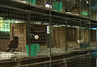 Create And Develop Successful Businesses Through Farm Ideas.: Small ...