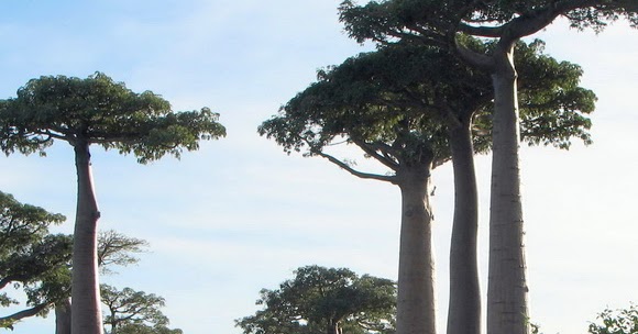 THE WORLD GEOGRAPHY: 7 Unique Forests of the World