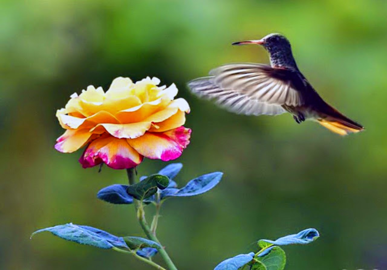 Colibries - Las Mejores Fotografías del Mundo