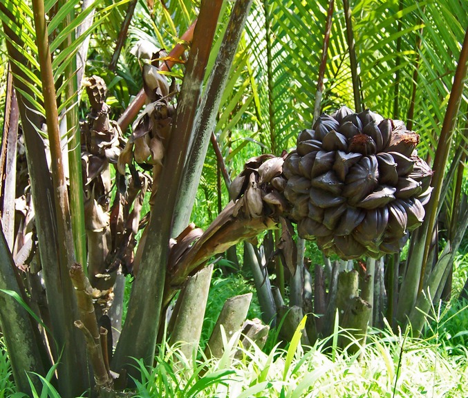 Sarawakiana@2: Sarawak Plants : Nipah Nut