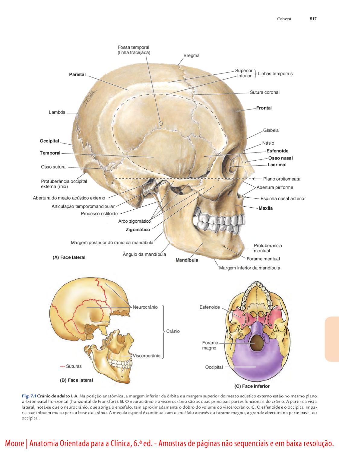 forames do cranio - wood scribd braxin