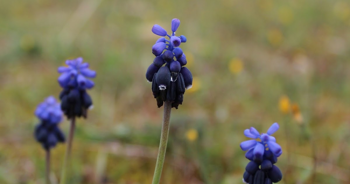 Wilde Planten: Grape Hyacinth