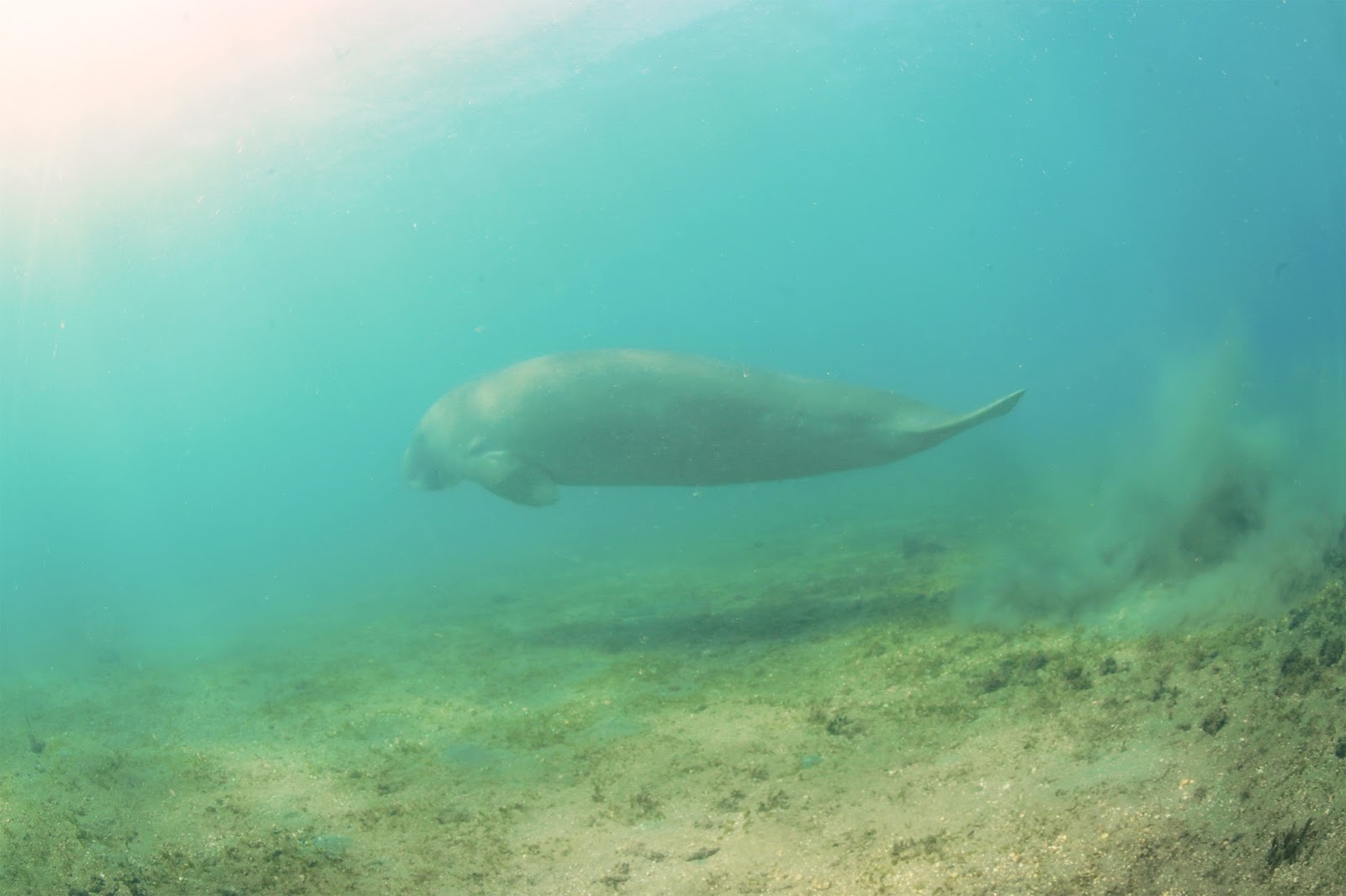OMG..Dugong and Blue Whales in Timor Leste!!! - PaparazSea