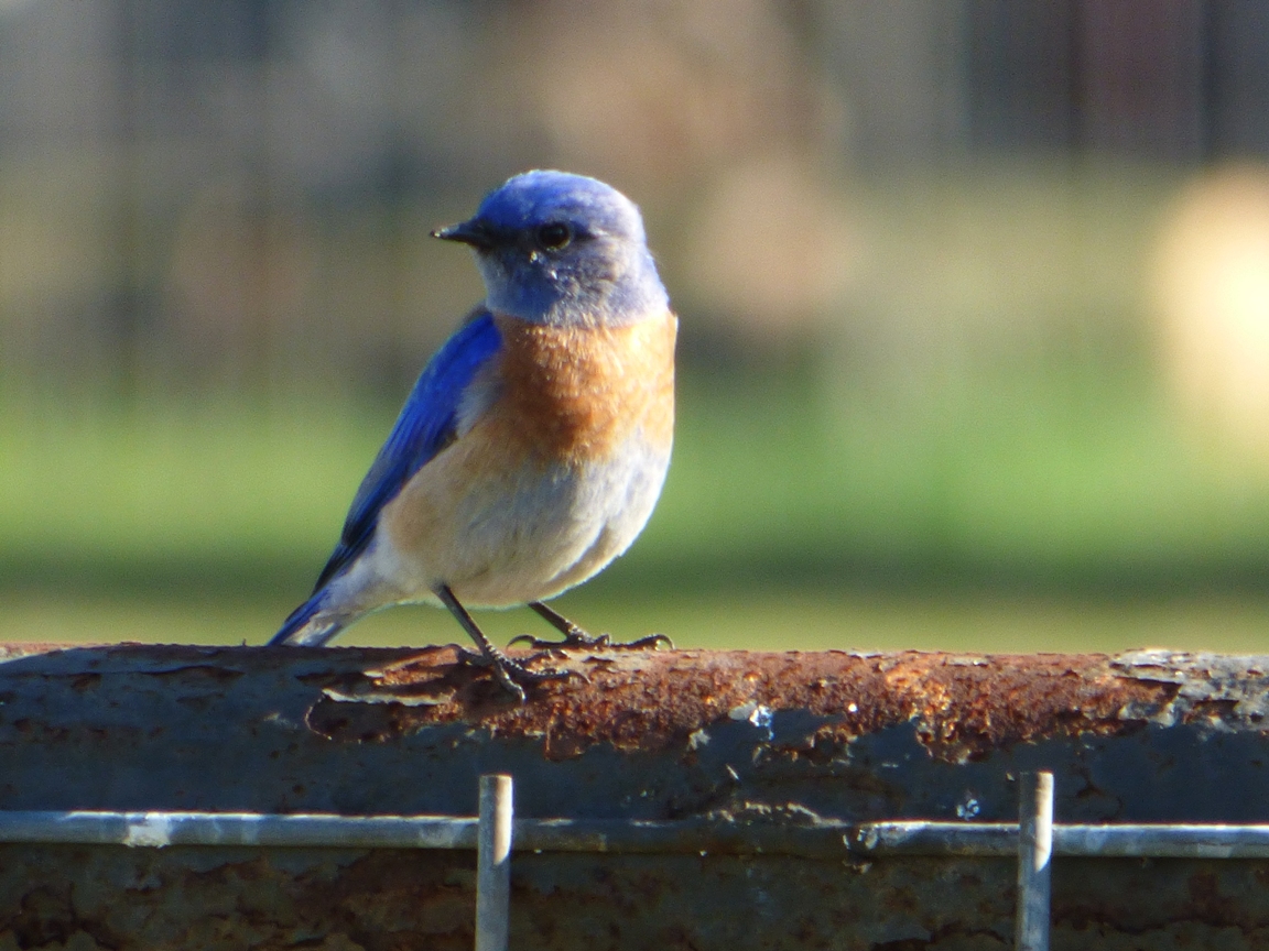 Geotripper's California Birds: Western Bluebirds on the West Campus