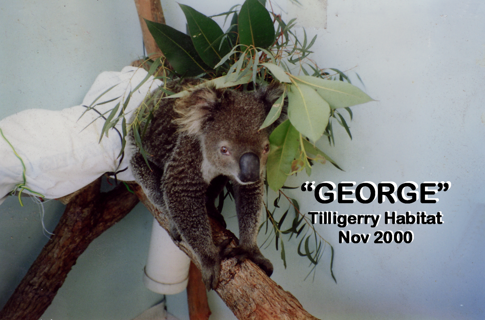 Tilligerry Habitat: Koalas,their life and HKPS