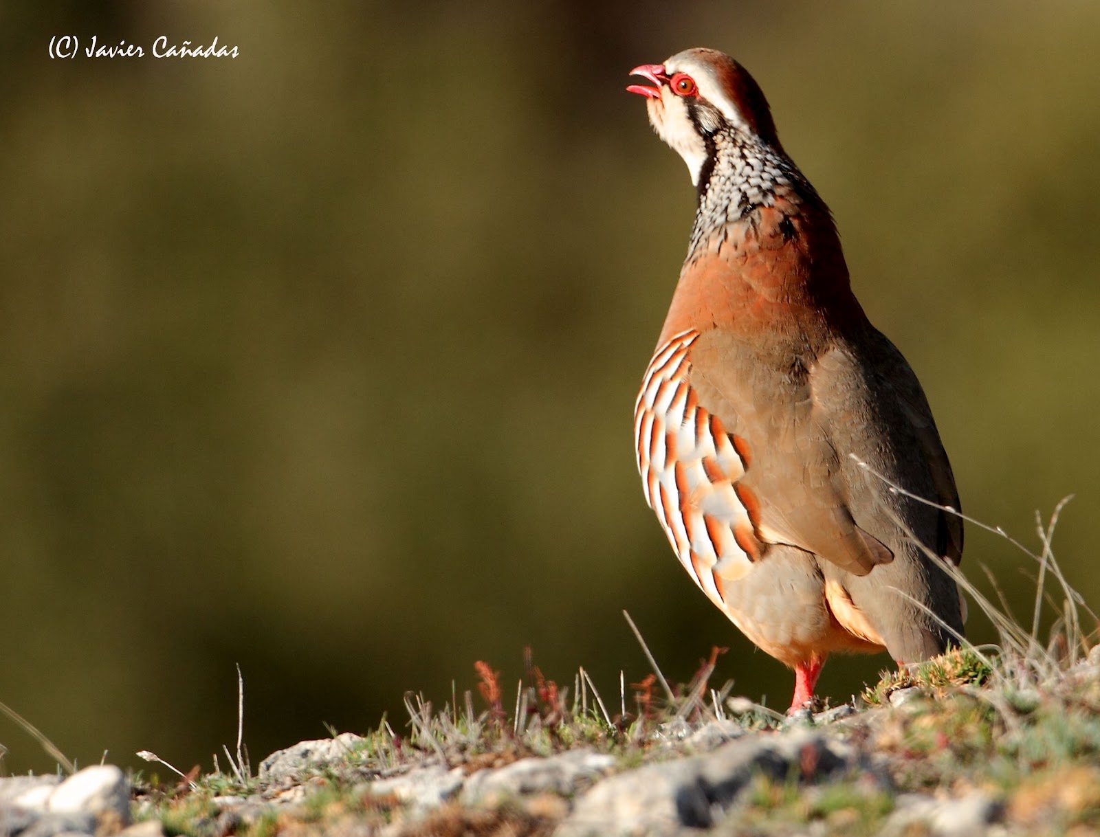 Aves del Cantábrico Oriental: Alectoris rufa
