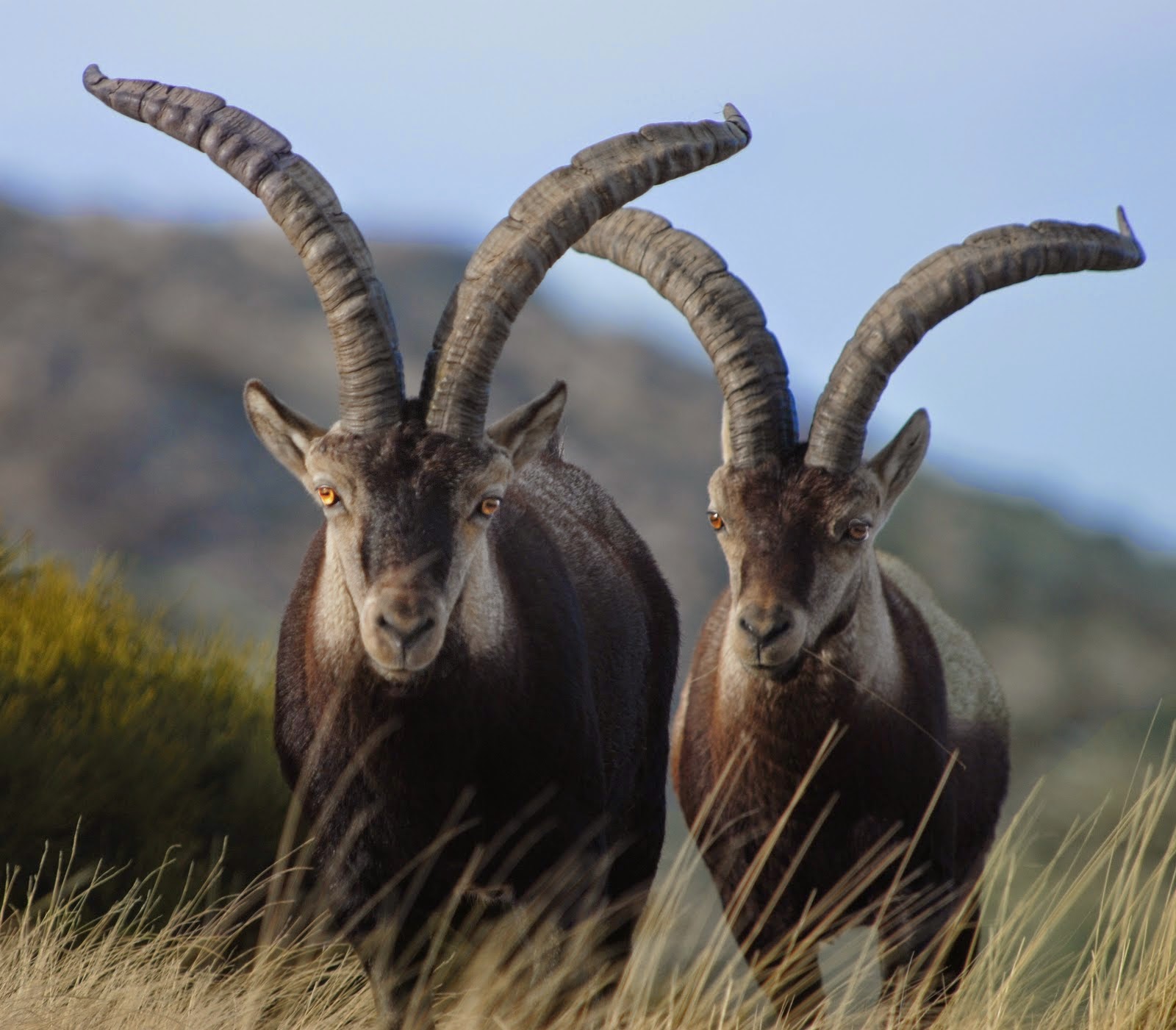 Ordesa Parque Nacional: El Regreso del Bucardo...