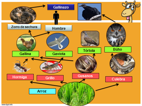 Con Ciencia para la Vida: Redes tróficas (Ana Maria)