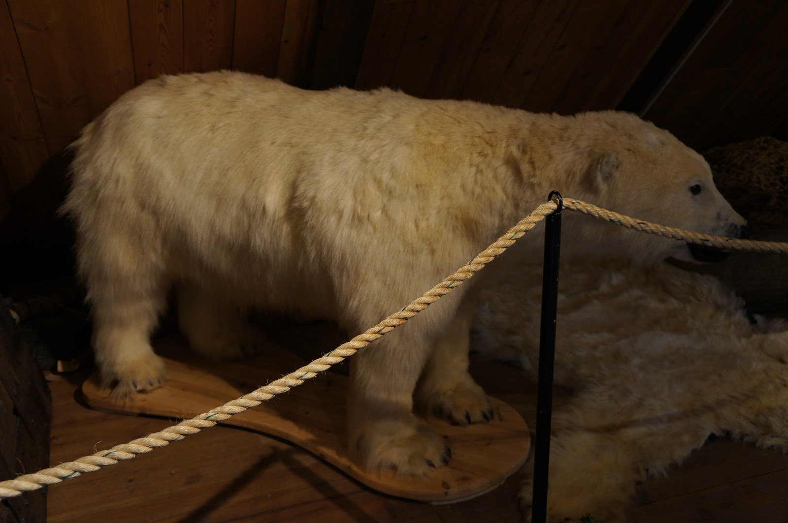 Norse and Viking Ramblings: Polar Bear Steak