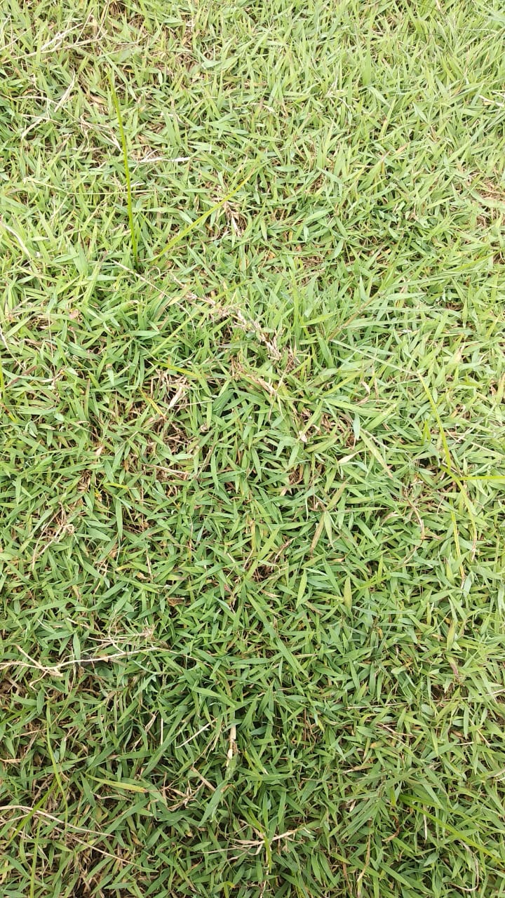 HARGA RUMPUT EMBUN PAGI DAN RUMPUT LAMURAN JANUARI TAHUN 2024 - Rumput ...