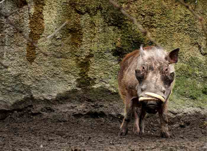 CRISTIAN NISTOR: MISTRET