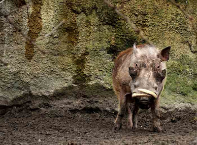 CRISTIAN NISTOR: MISTRET