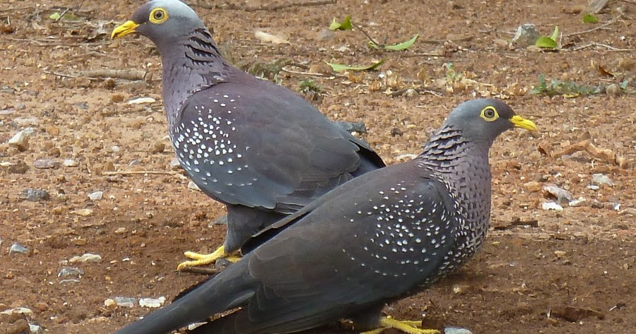 Birds of Saudi Arabia: African Olive Pigeon – Raydah Esacarpment