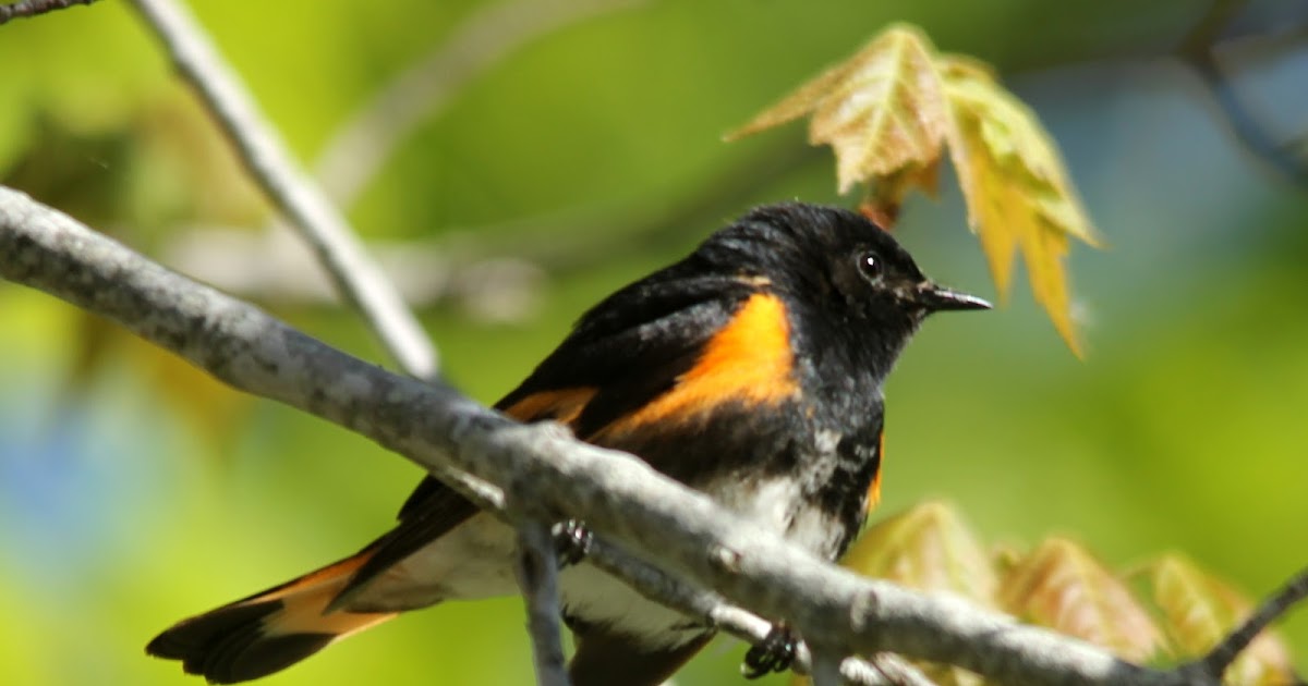 Here and There: Day 152 - 5th June 2017 - Male and Female American ...