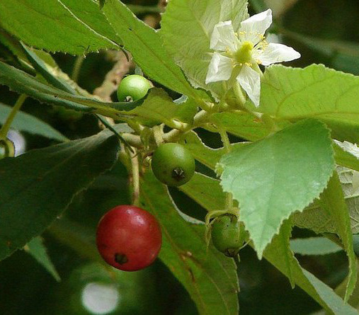 Kandungan Gizi dan Manfaat Buah Seri / Kersen ~ Permathic Blog