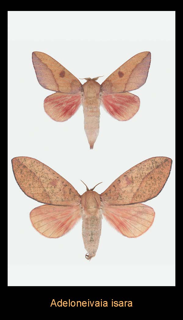 Joseph Scheer: Moths