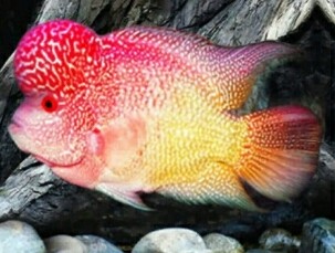 √ 10+ Jenis Ikan Louhan Tercantik & Paling Banyak Dicari JejakSemut