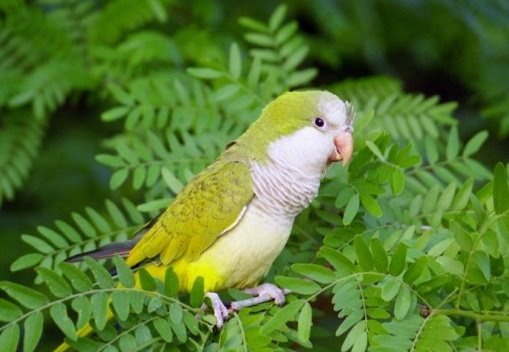 Monk Parakeet ~ Birds World