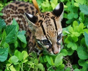 Quintana roo un lugar donde debes visitar :): Flora y fauna