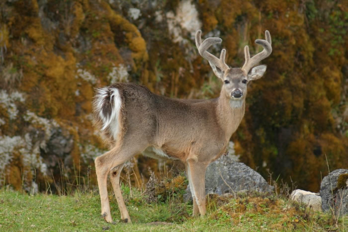 VENADO...animal de poder