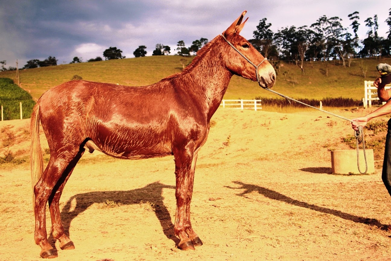 Haras do Supimpa
