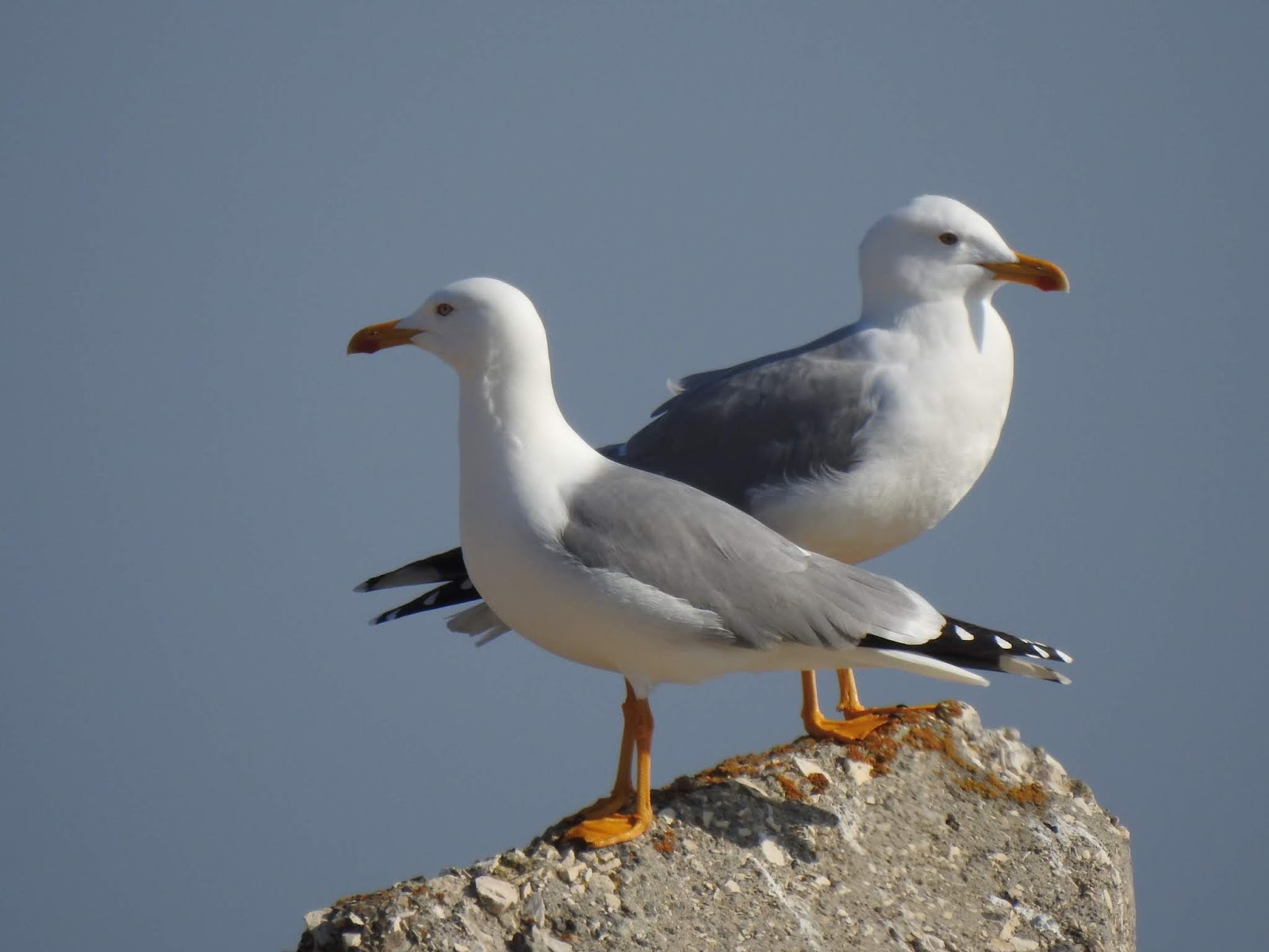PASARI DIN ROMANIA: PESCARUS CU PICIOARE GALBENE, Larus michahellis