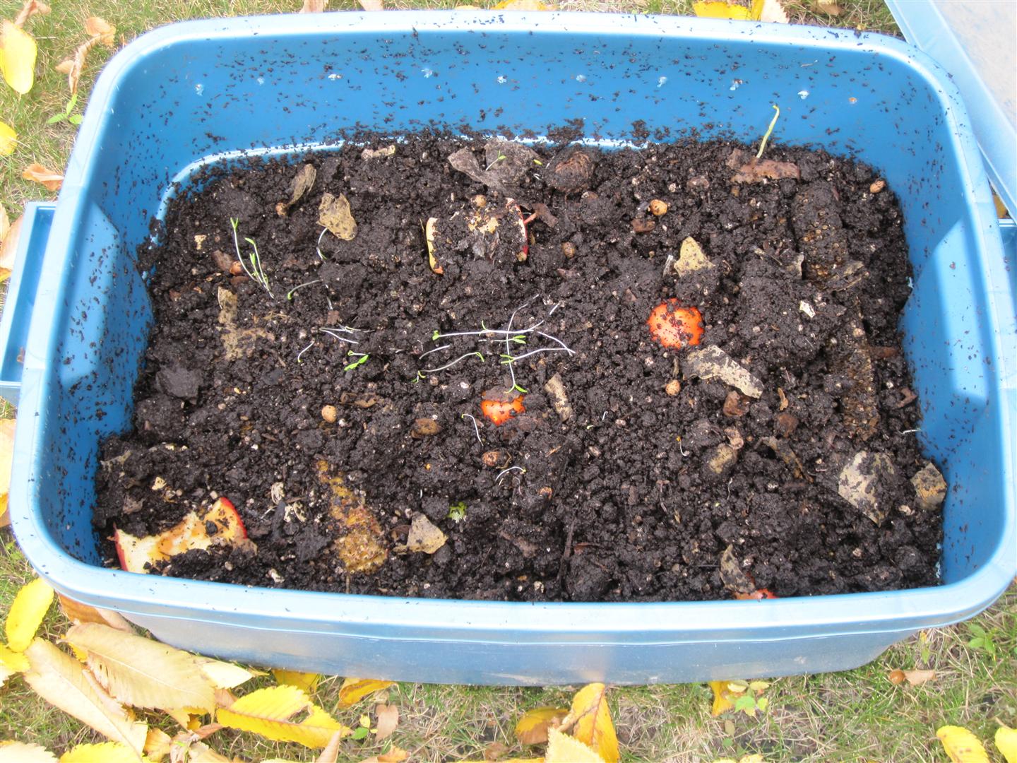 Robyn!: Vermicomposting Excitement!