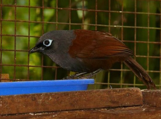 9 Jenis Burung Poksay yang Pernah Ramai di Indonesia - Kicau Antari