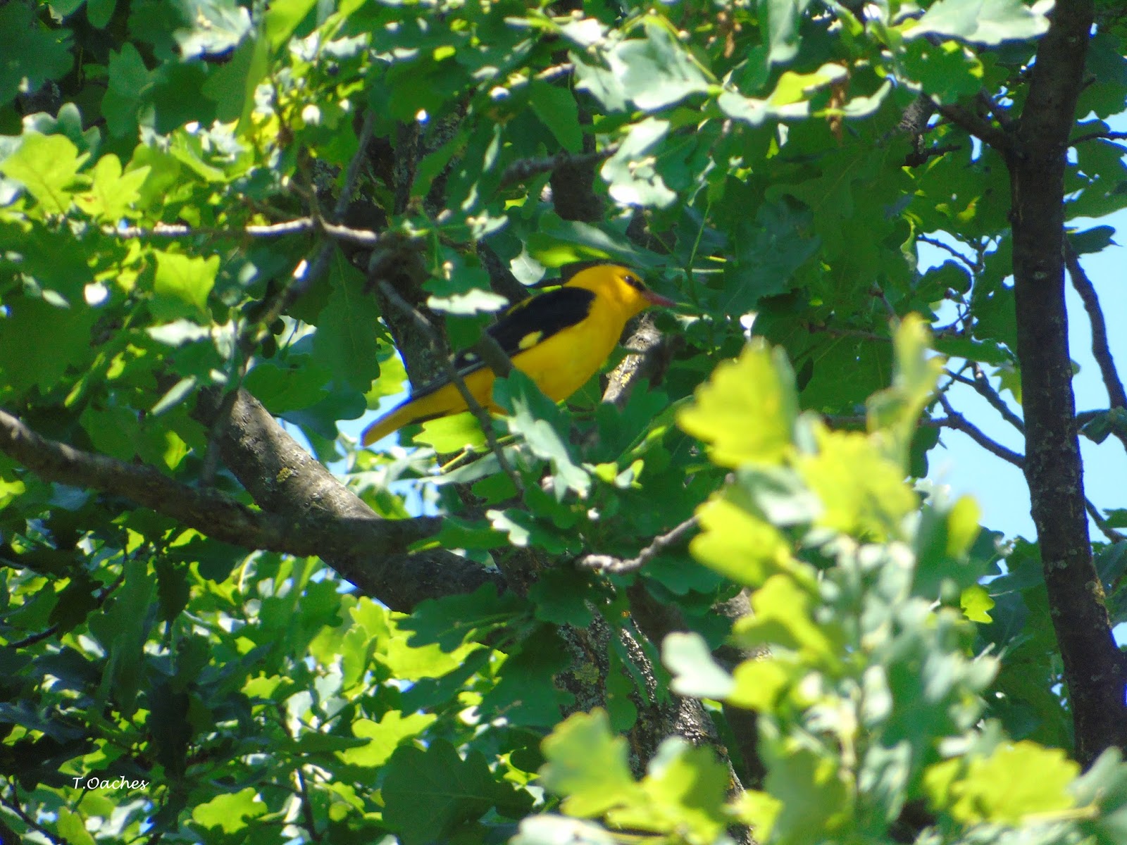 PASARI DIN ROMANIA: GRANGUR, Oriolus oriolus