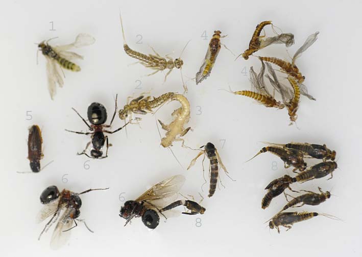 Lev et godt liv: INSEKTER OG DYR