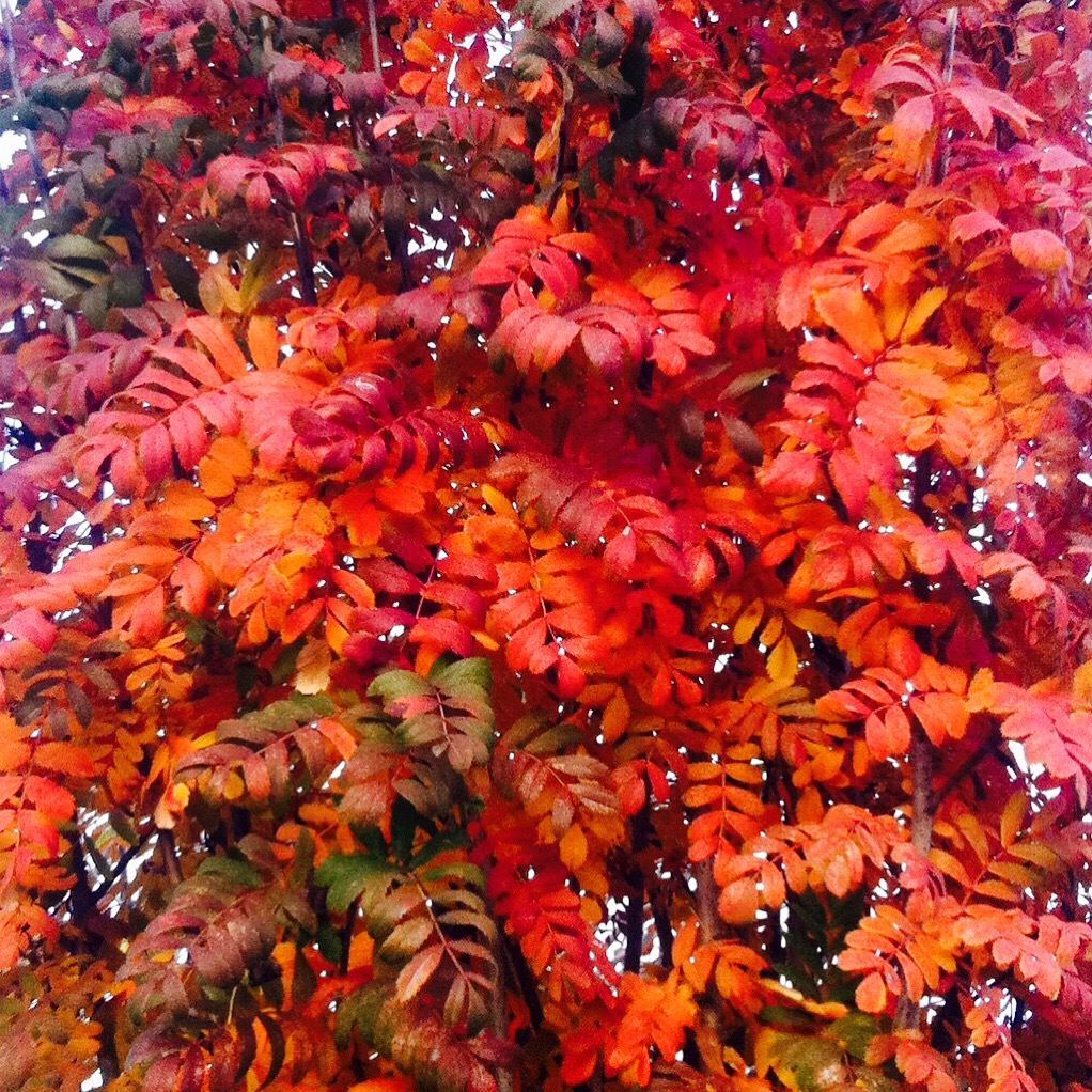 PLANTAR CIENTOS DE ARBOLES: SERBAL COMÚN (Sorbus Domestica)