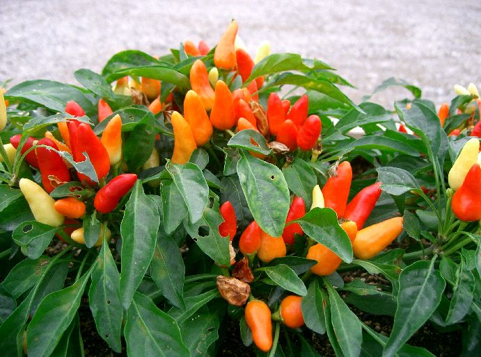 Overcome Disease: Chili is a plant native to Indonesia Java