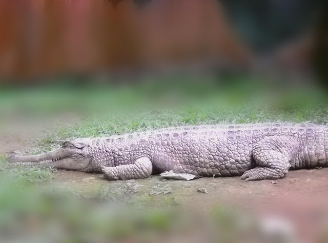 BUAYA ~ No Copy No Paste