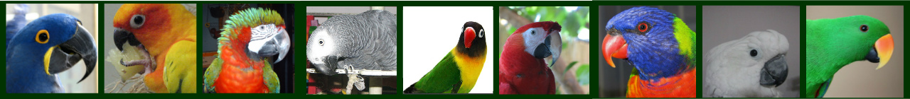 Parrot Blog ParrotPressNews : It is all about the Beak!