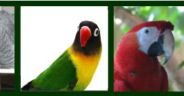 Parrot Blog ParrotPressNews : It is all about the Beak!