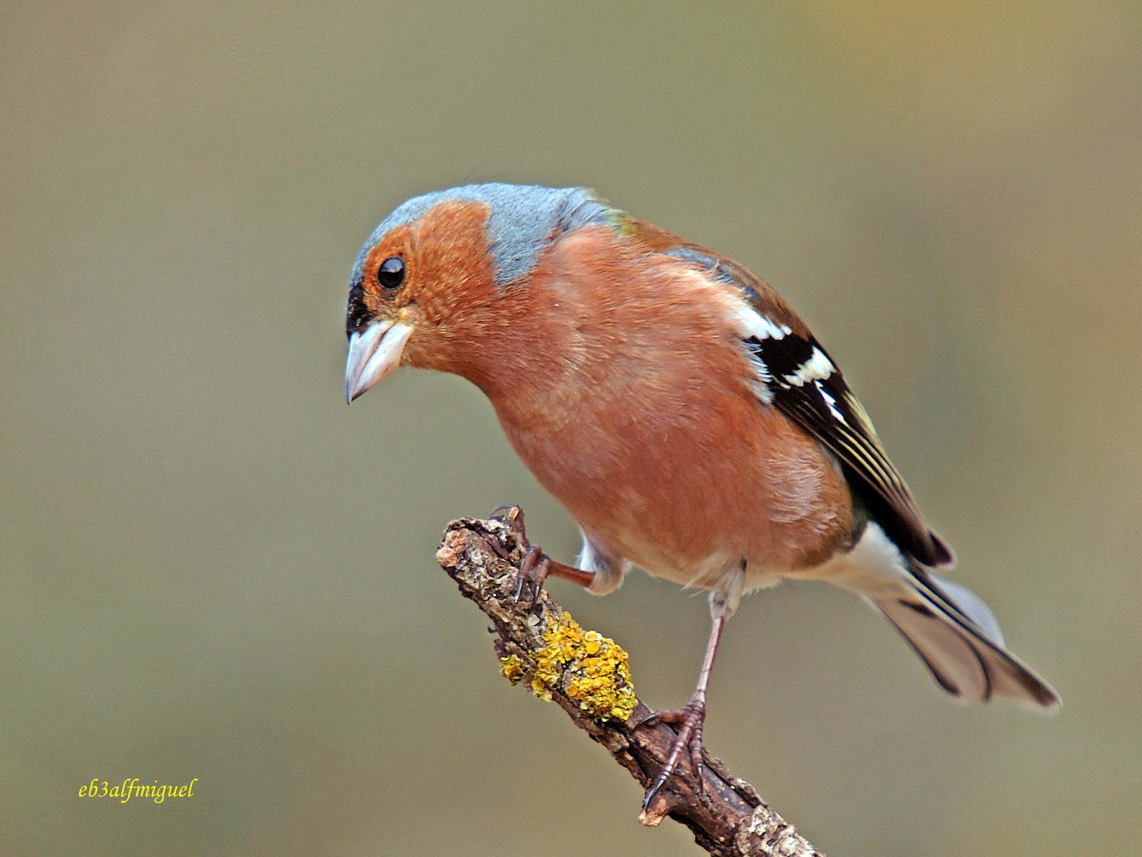MIS AMIGAS LAS AVES: Pinzón vulgar (Fringilla coelebs)