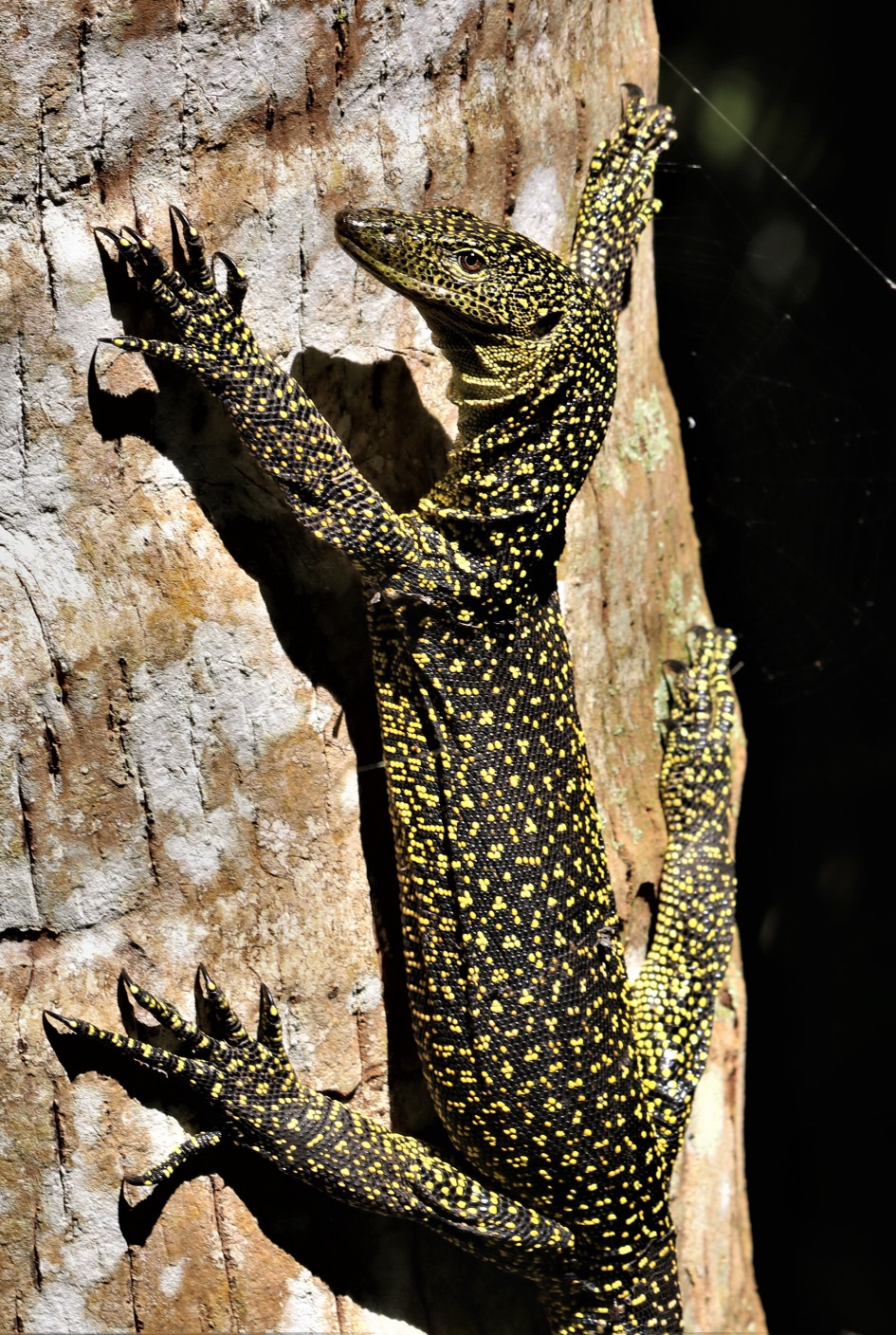 Species New to Science: [Herpetology • 2020] Varanus bennetti & V ...